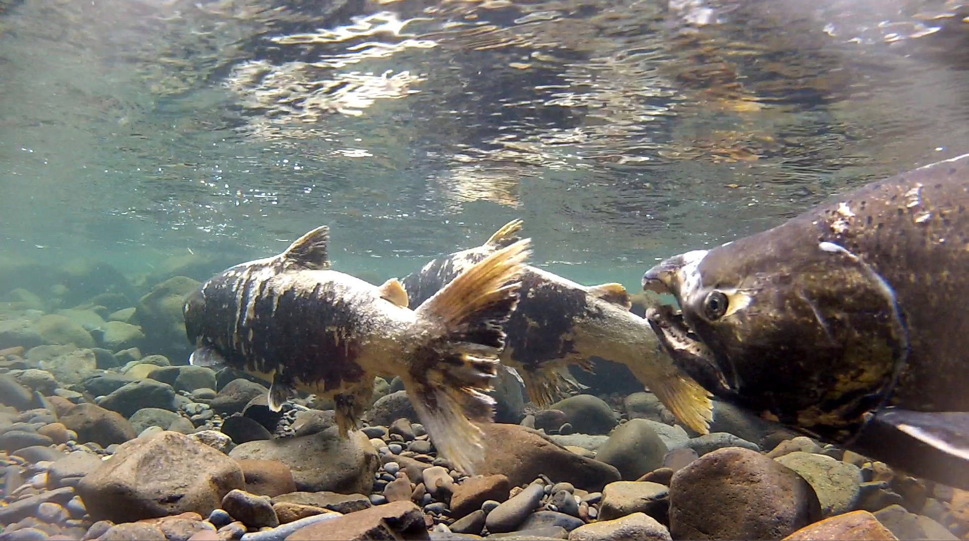 Salmon Watch | World Salmon Council